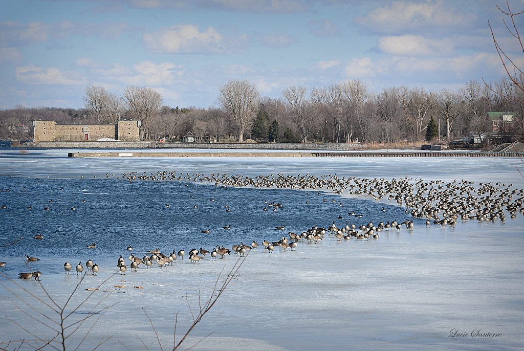 Le bassin de Chambly, un arrêt de choix pour les outardes - Le Journal ...