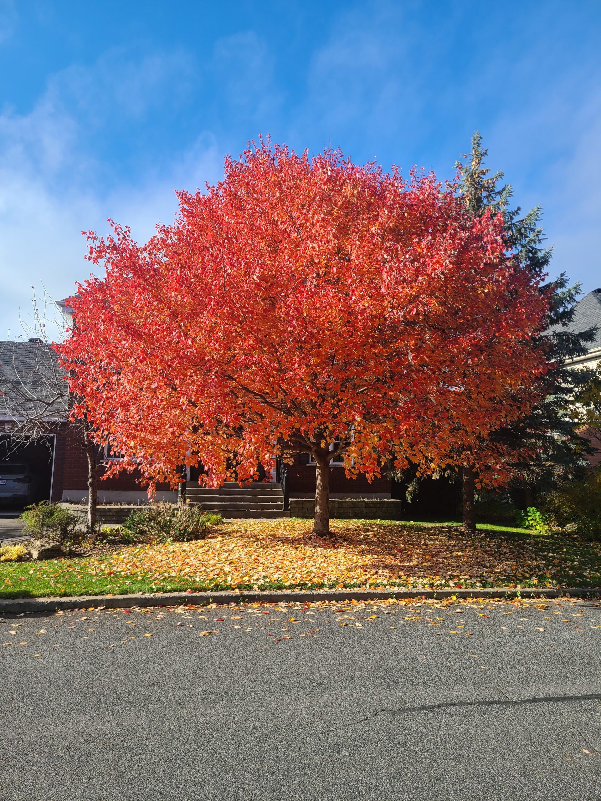 Un quota d'arbres - Le Journal de Chambly