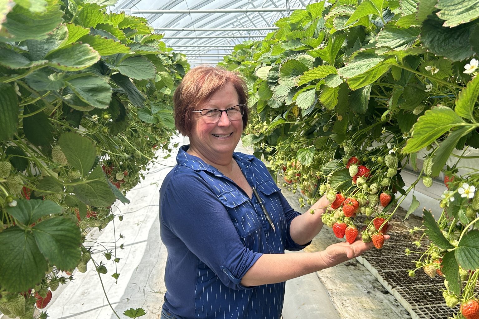 Culture en serre : la fraise en tout temps - Le Journal de Chambly