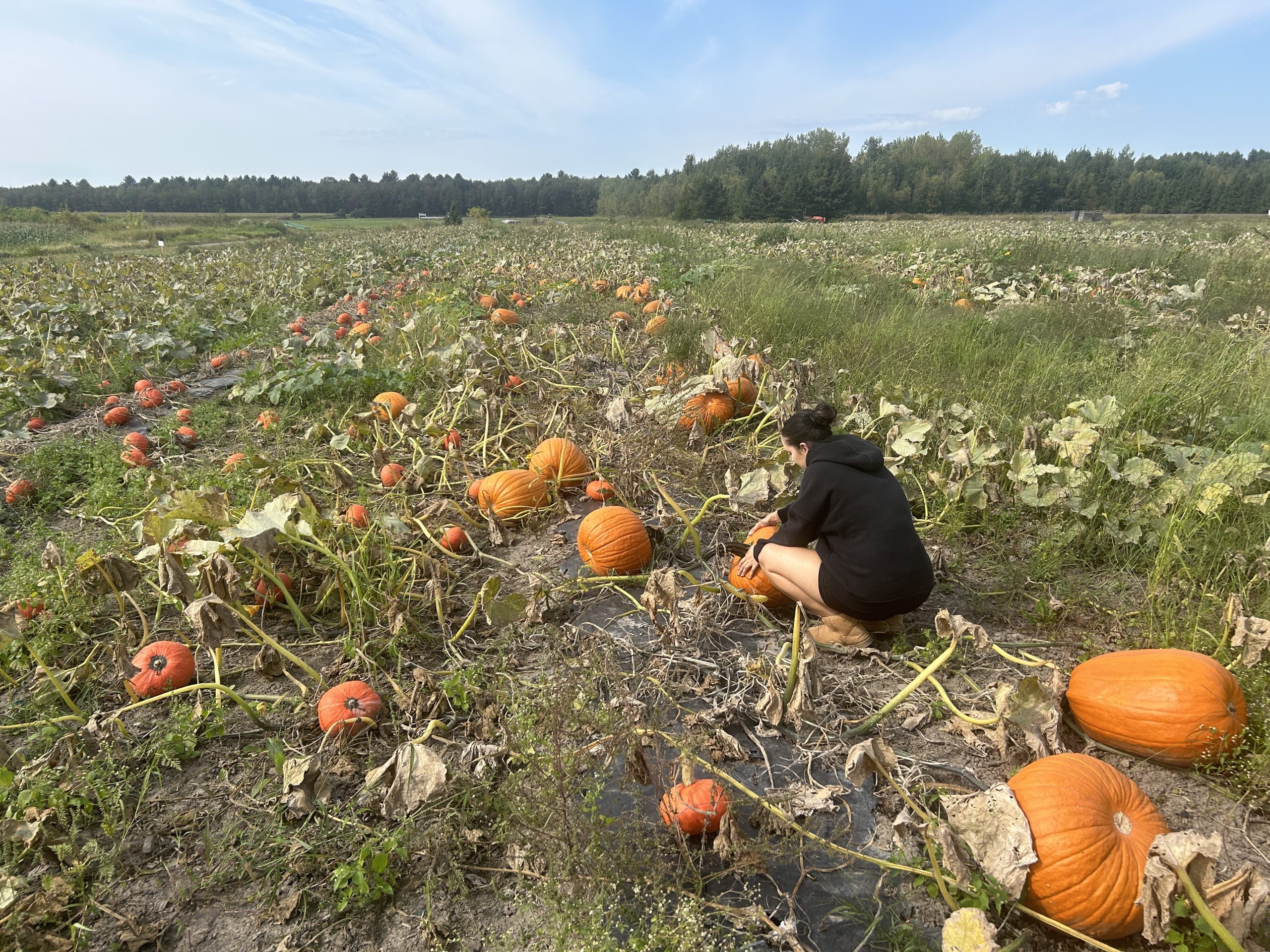 MRC de Rouville : Un champignon gêne la récolte de citrouilles - Le ...