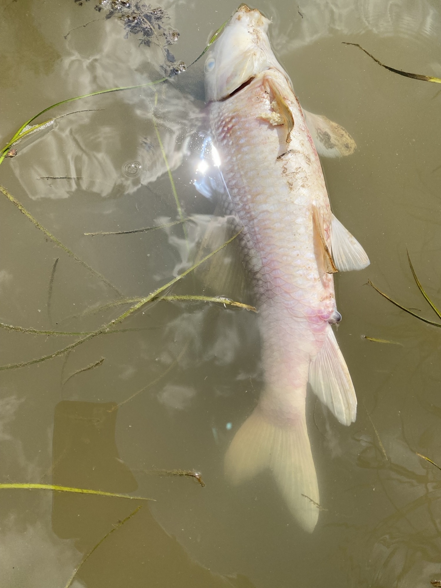 Carignan : pas d'explications pour les centaines de poissons morts - Le ...
