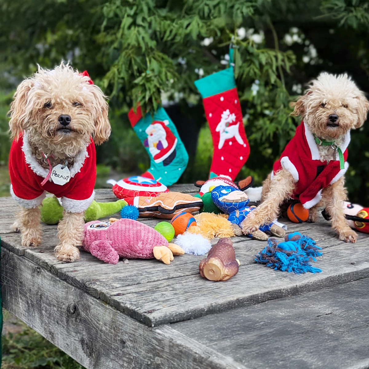 Sainte-Angèle-de-Monnoir : un Noël de chiens pour la SPCA Montérégie ...